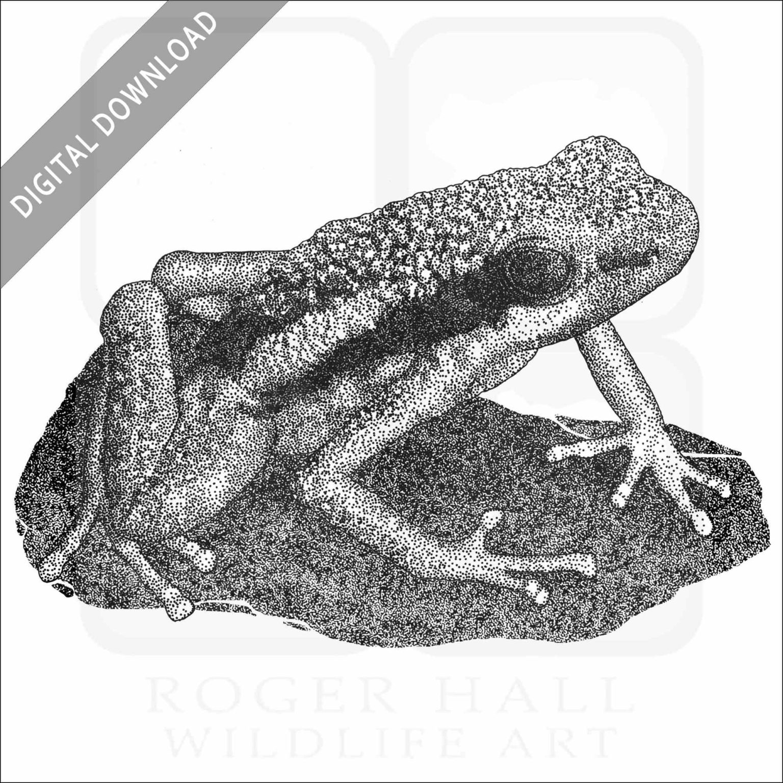 Poison Dart Frogs Poster Print