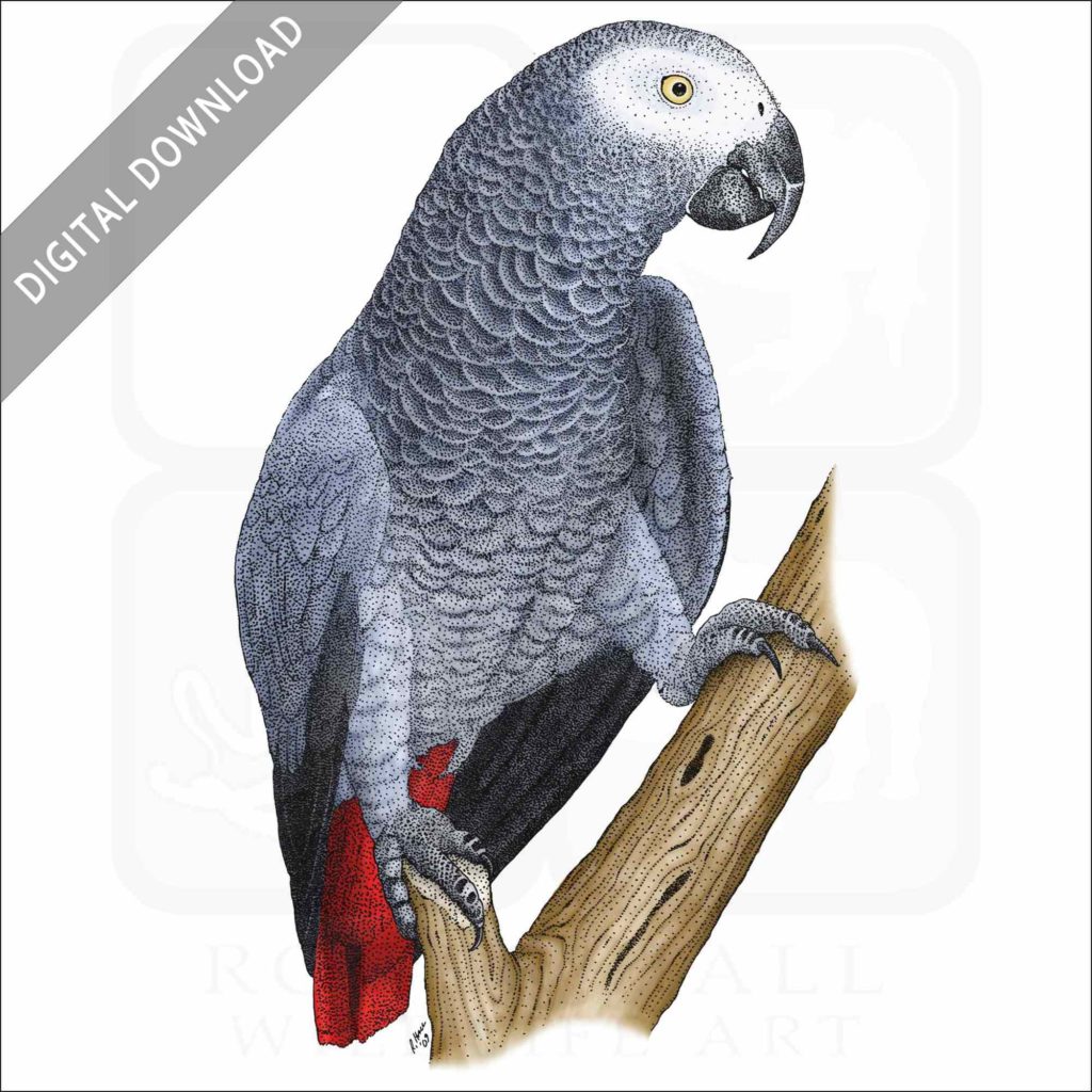 Stock Art Drawing of an African Gray Parrot – inkart
