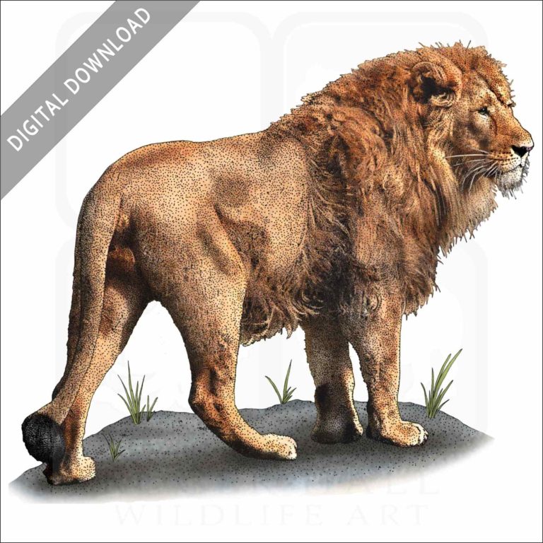 African Lion Poster Print / Infographic
