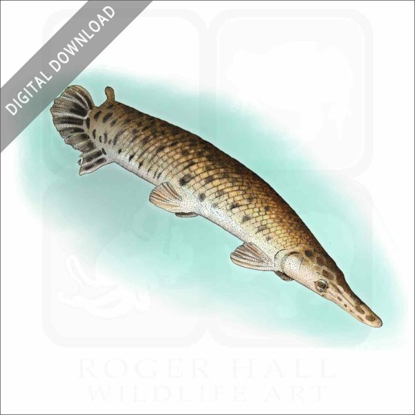 Stock Art Drawing of an Alligator Gar – inkart