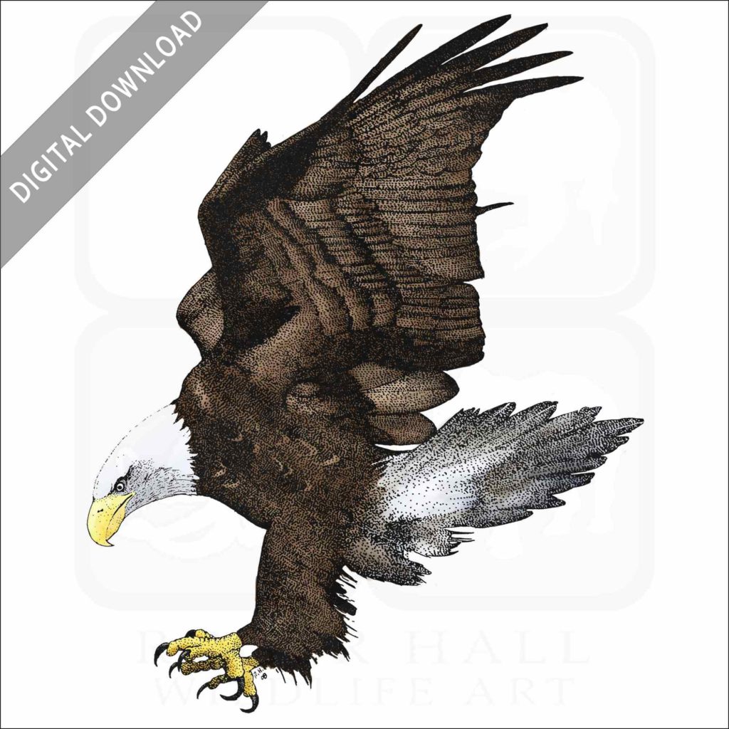 Bateleur Eagle Poster Print / Infographic