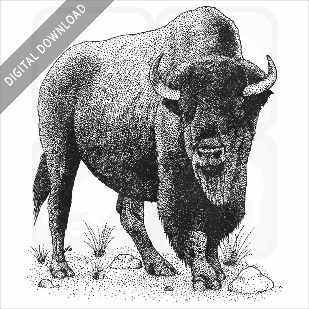 Stock Art Drawing of an American Bison – inkart