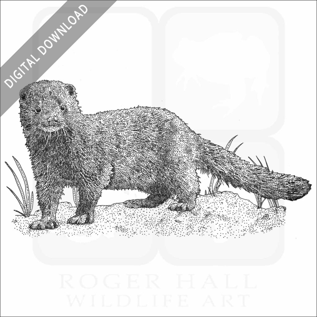 Stock Art Drawing of an American Mink – inkart