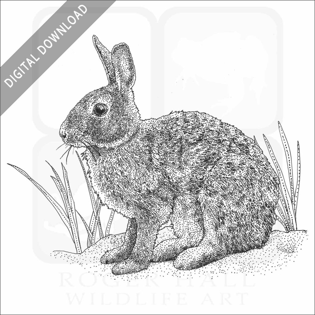 Stock Art Drawing of an Appalachian Cottontail - inkart
