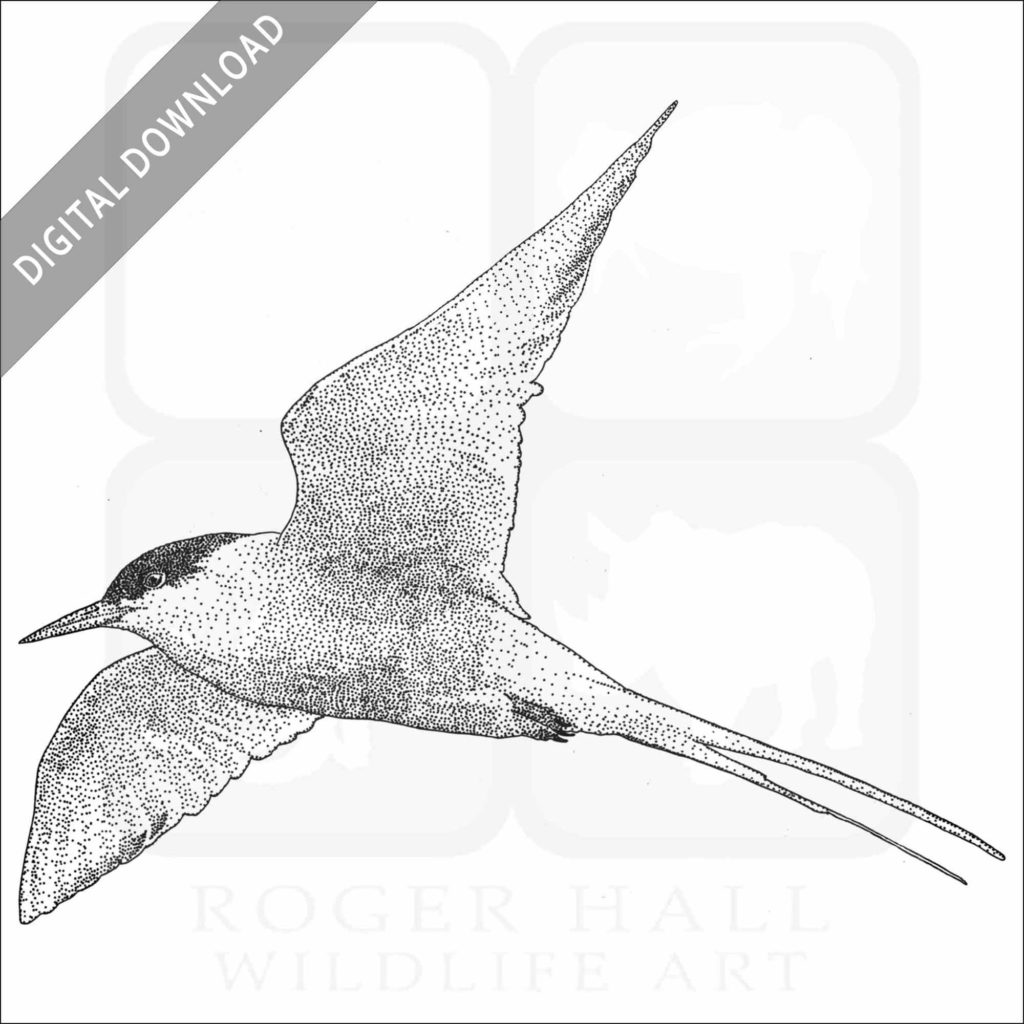 Stock Art Drawing of an Arctic Tern - inkart