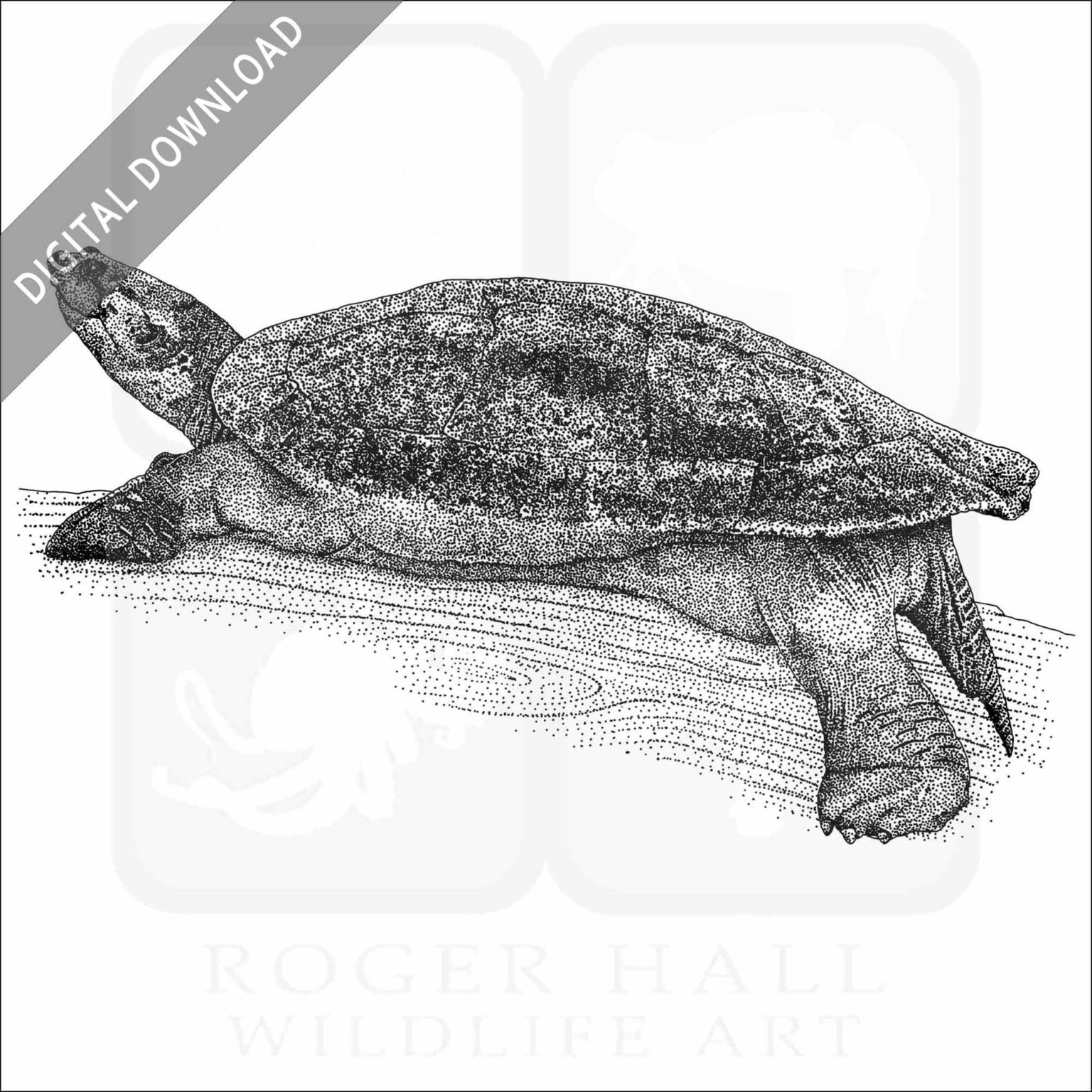 Sea Turtles of Mexico Poster Print