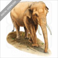 Asian Elephant Poster - Wildlife Art