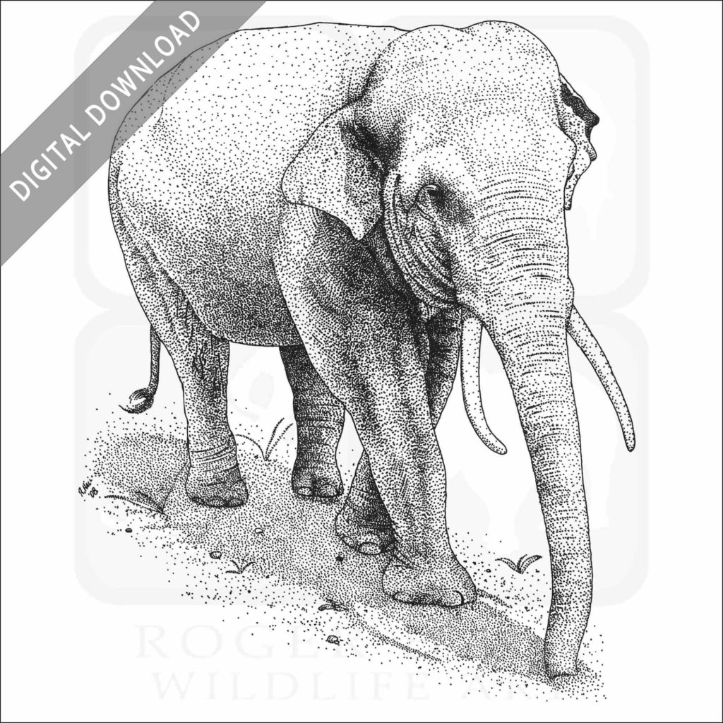 Stock Art Drawing of an Asian or Indian Elephant – inkart
