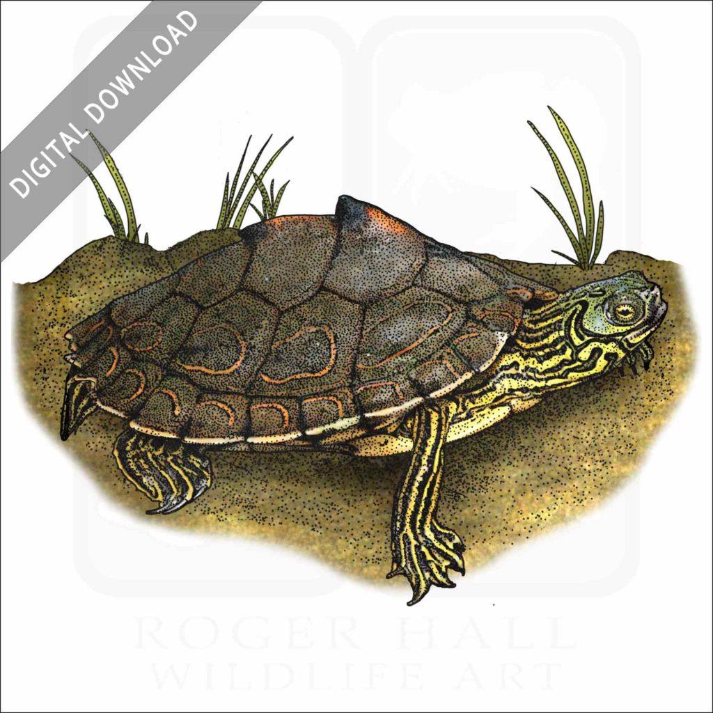 Stock Art Drawing of a Bog Turtle - inkart