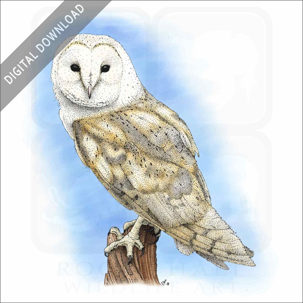 Snowy Owl Poster Print / Infographic