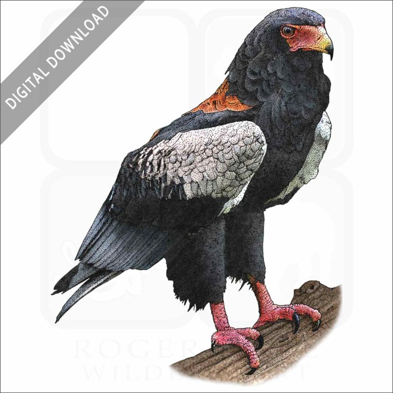 Bateleur Eagle Poster Print / Infographic