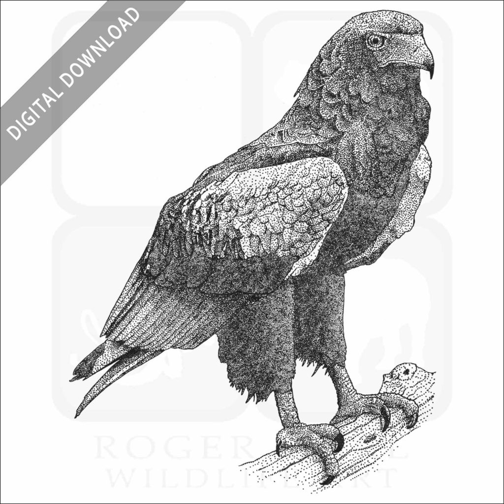 Bateleur Eagle Poster Print / Infographic