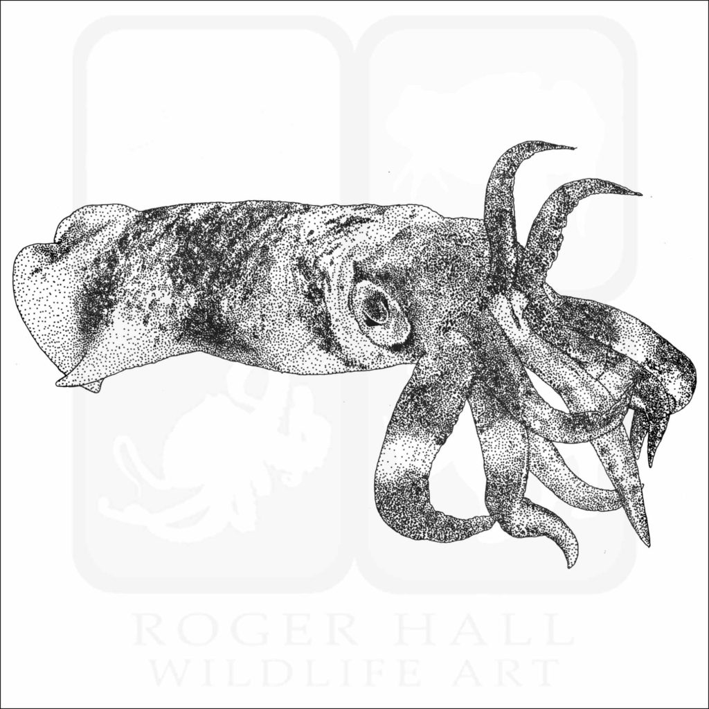 Stock Art Drawing of a Bigfin Reef Squid - inkart