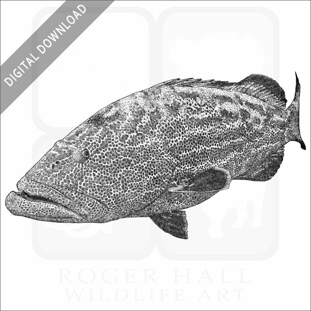 Stock Art Drawing of a Black Grouper - inkart