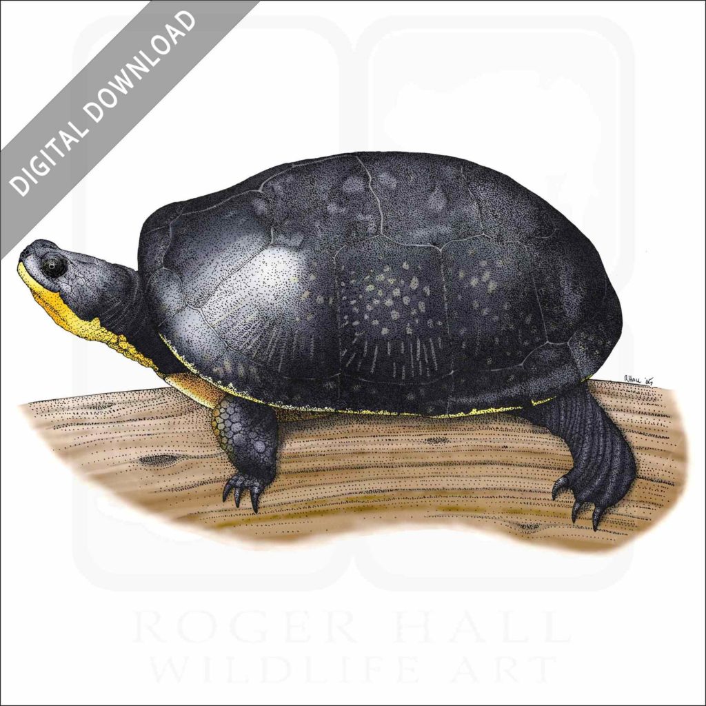 Stock Art Drawing of a Bog Turtle - inkart