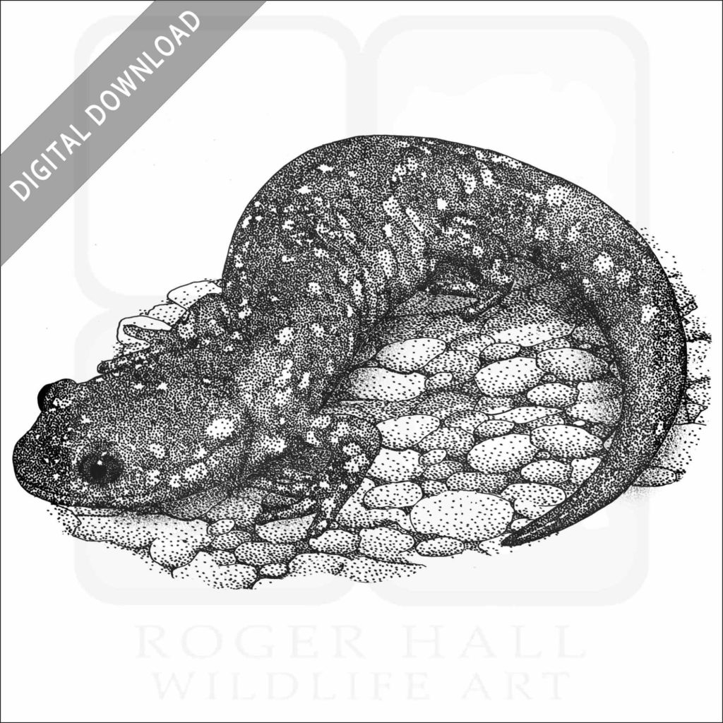 Stock Art Drawing of a Blue Spotted Salamander - inkart