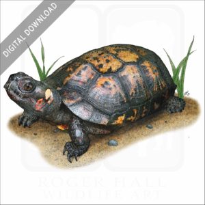 Stock Art Drawing of a Bog Turtle – inkart