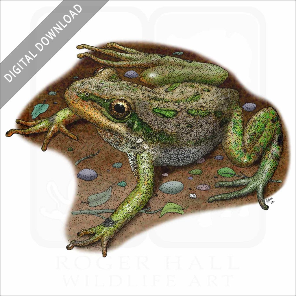 Florida Bog Frog - Signed Fine Art Print