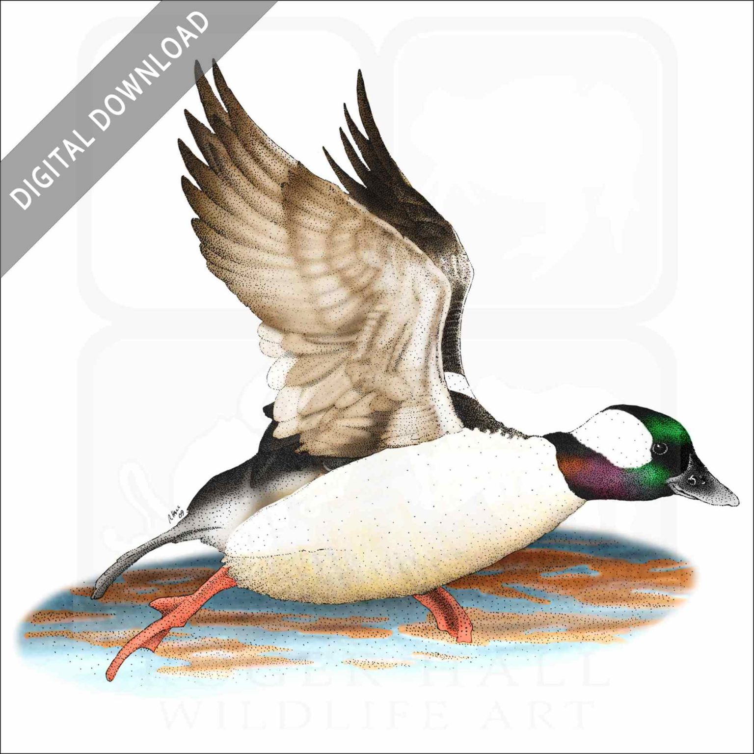 Stock Art Drawing of a Bufflehead Duck – inkart