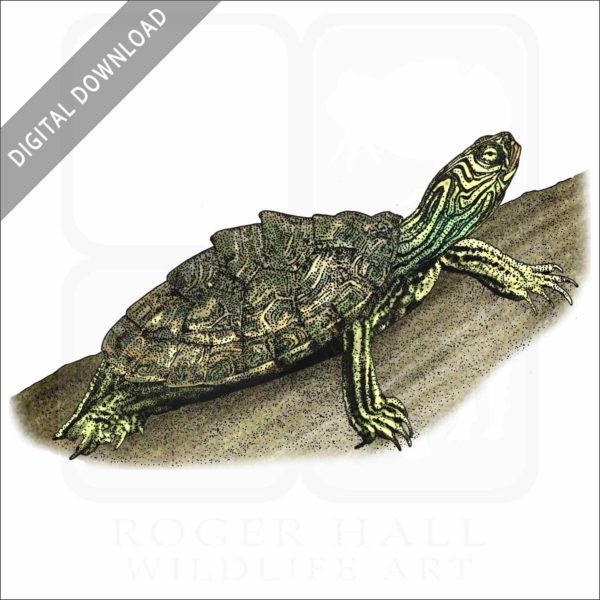 Stock Art Drawing of a Cagle's Map Turtle – inkart