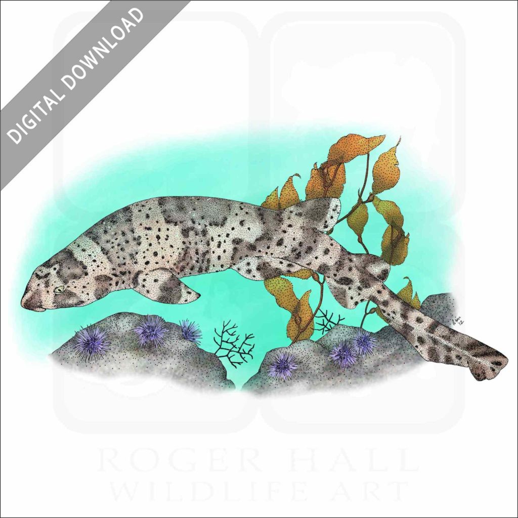Stock Art Drawing of a Caribbean Reef Shark - inkart