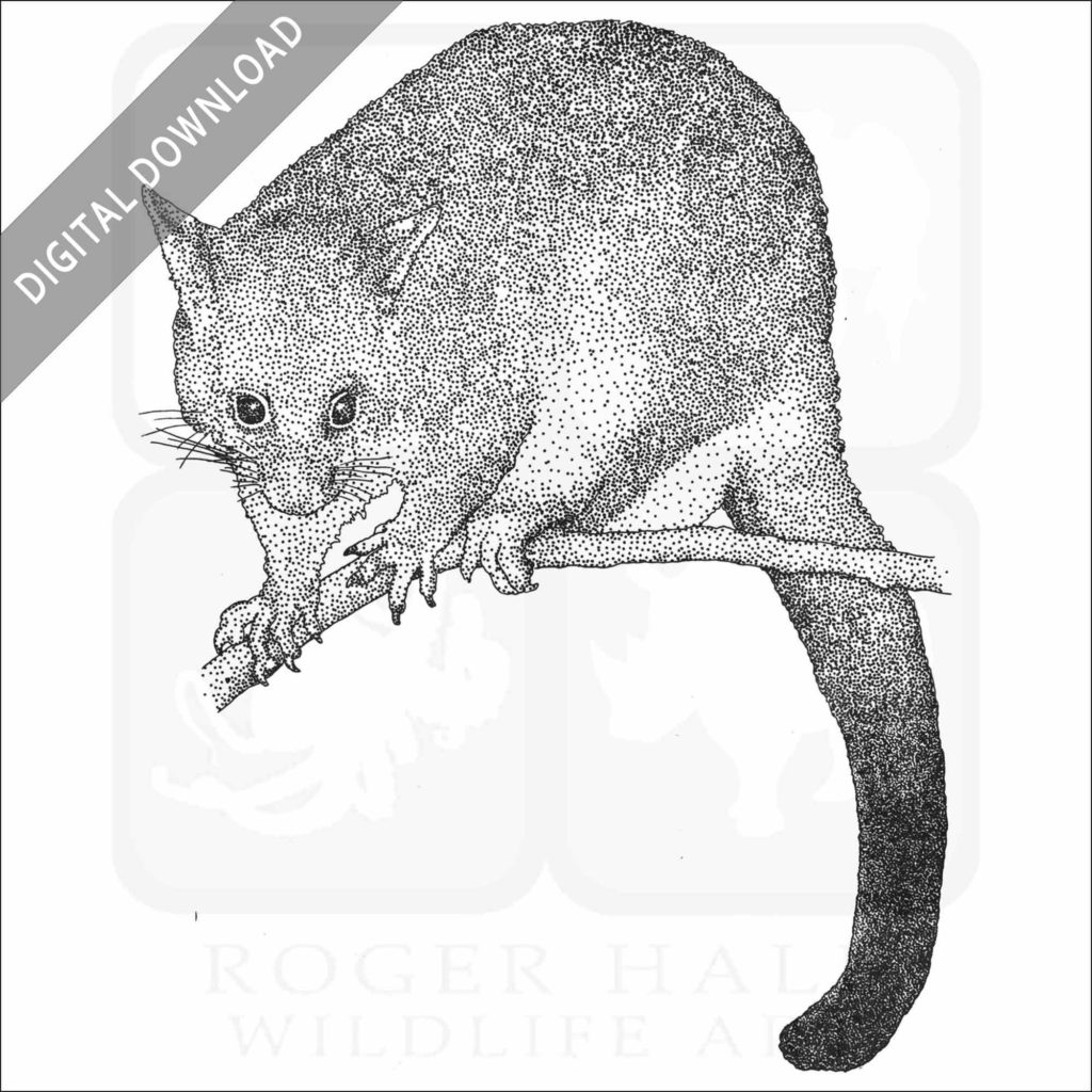 Stock Art Drawing of a Common Brushtail Possum – inkart