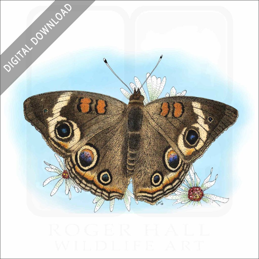 Common Eastern Firefly - Signed Fine Art Print - inkart