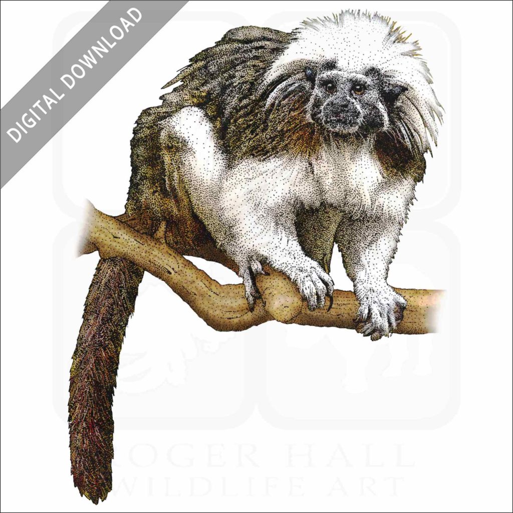 Stock Art Drawing of a Golden Lion Tamarin - inkart
