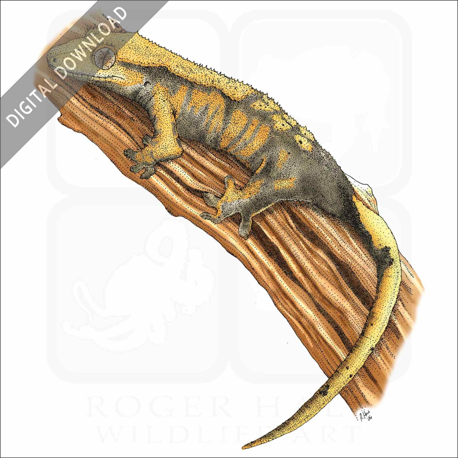 Panther Chameleon Poster Print / Infographic