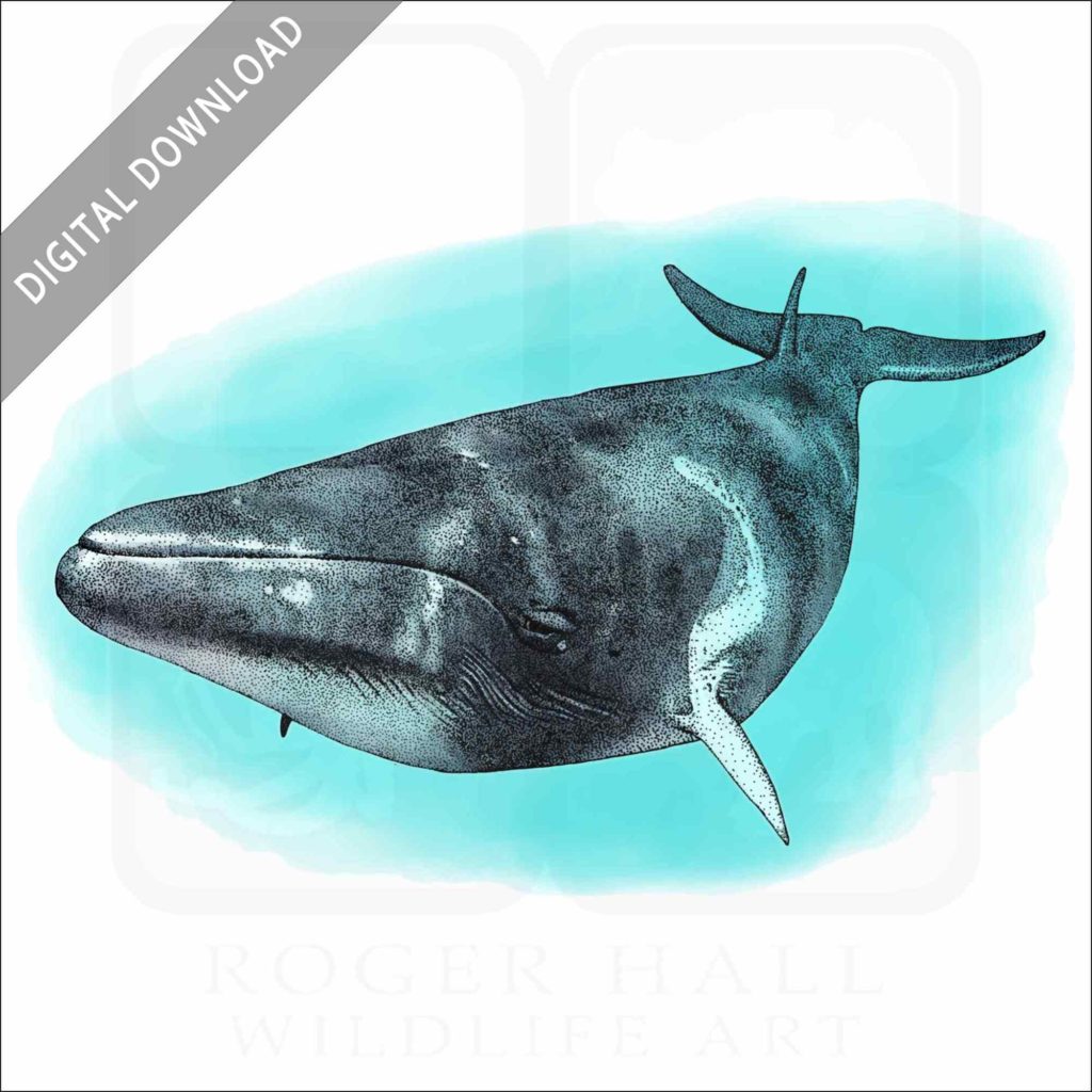 Stock Art Drawing of a Southern Right Whale