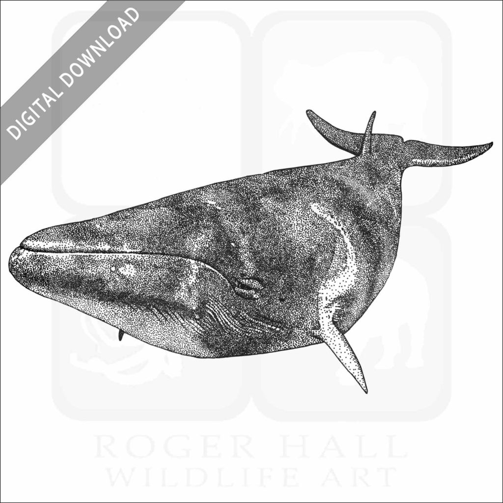 Stock Art Drawing of a Beluga Whale - inkart