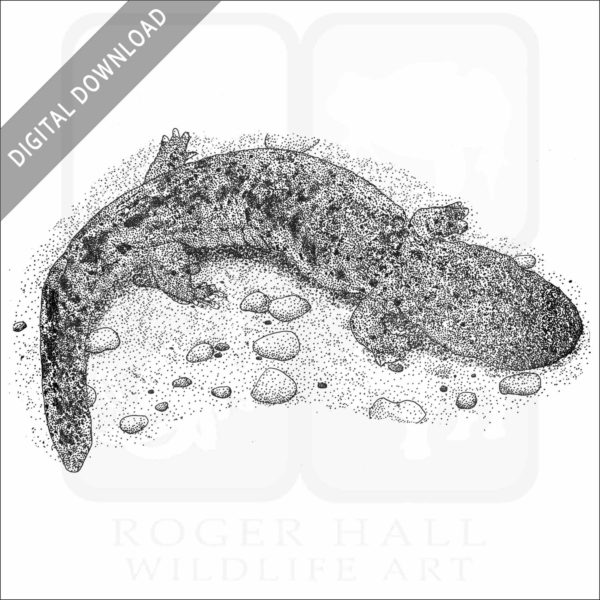 Stock Art Drawing of an Eastern Hellbender – inkart
