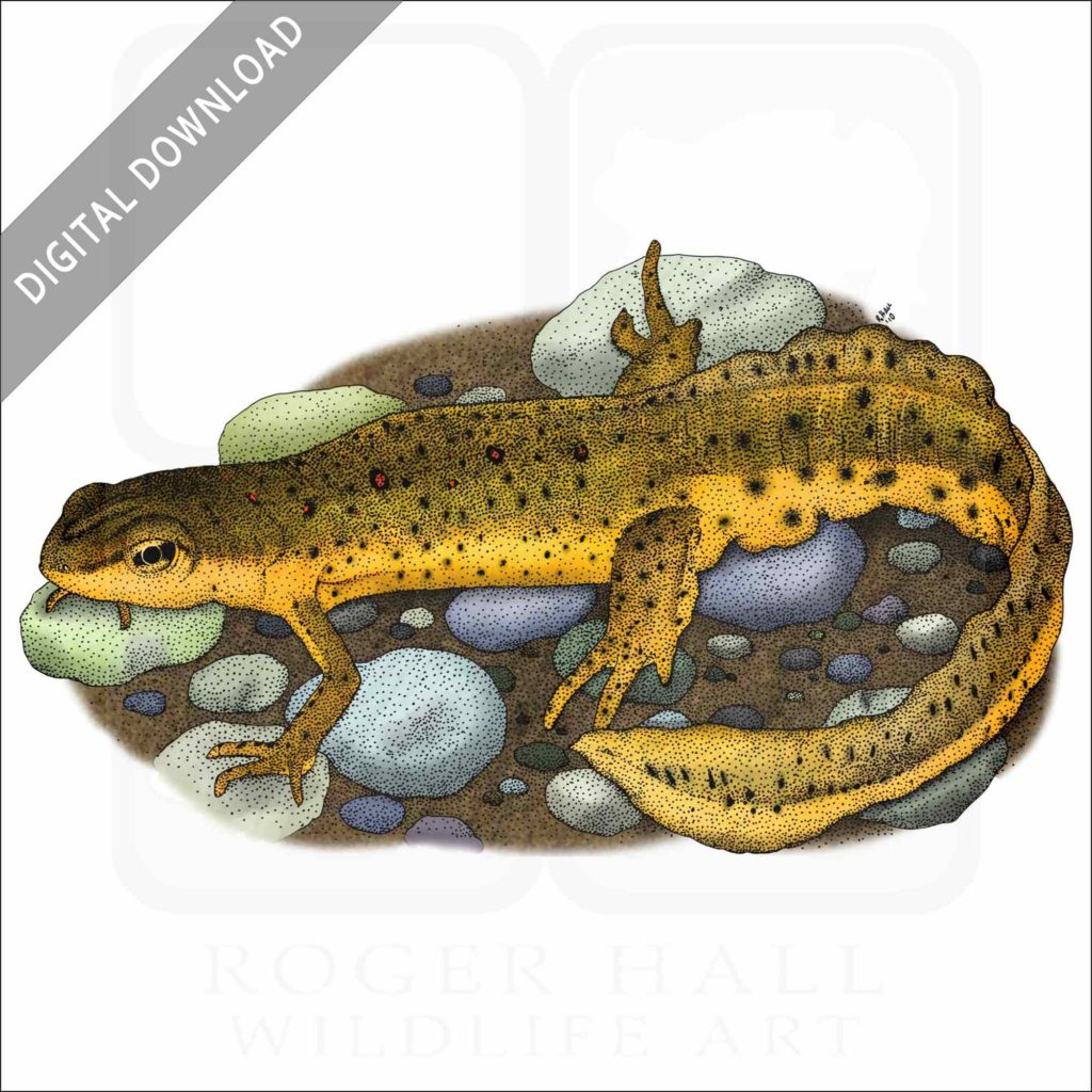 Stock Art Drawing of an Eastern Newt – inkart