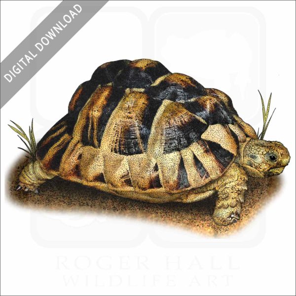 Stock Art Drawing of a Bog Turtle - inkart