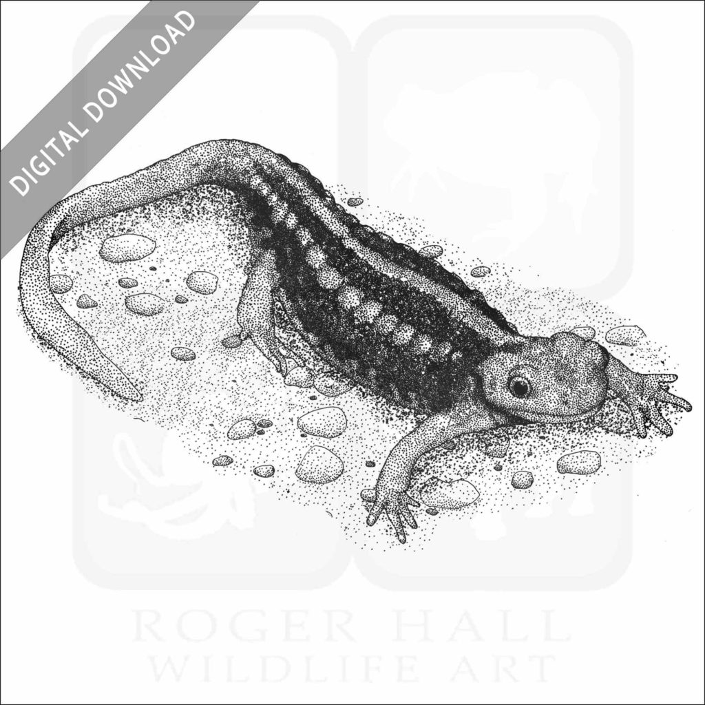 Stock Art Drawing of an Emperor Newt - inkart