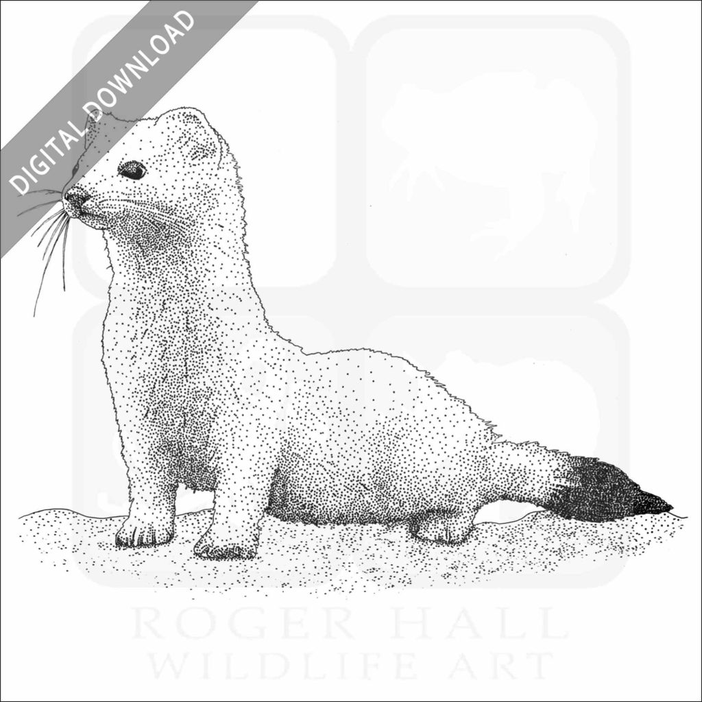 Stock Art Drawing of an Ermine or Short-Tailed Weasel - inkart
