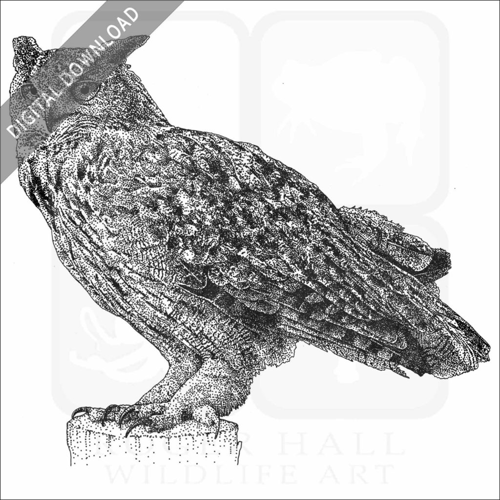 Snowy Owl Poster Print / Infographic