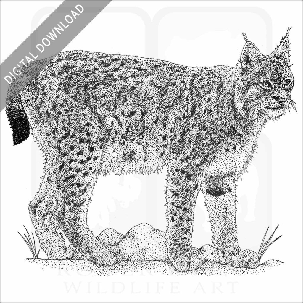 Stock Art Drawing of a Eurasian Lynx – inkart