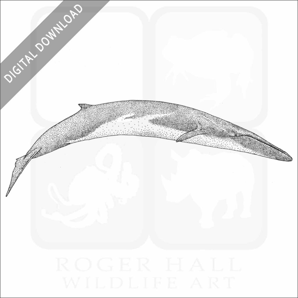 Stock Art Drawing of a Fin Whale - inkart