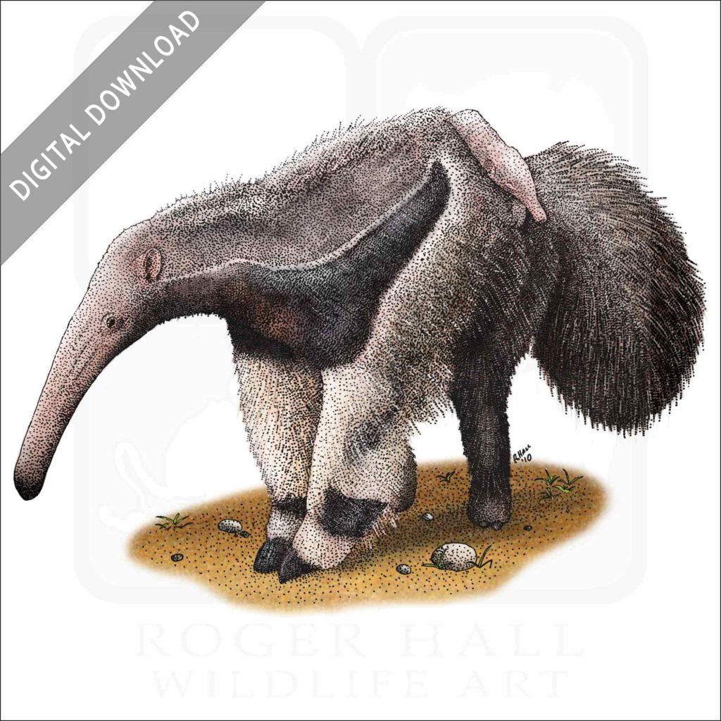 Giant Anteater Poster Print / Infographic