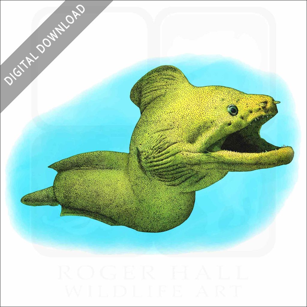 Stock Art Drawing of a Giant Moray Eel
