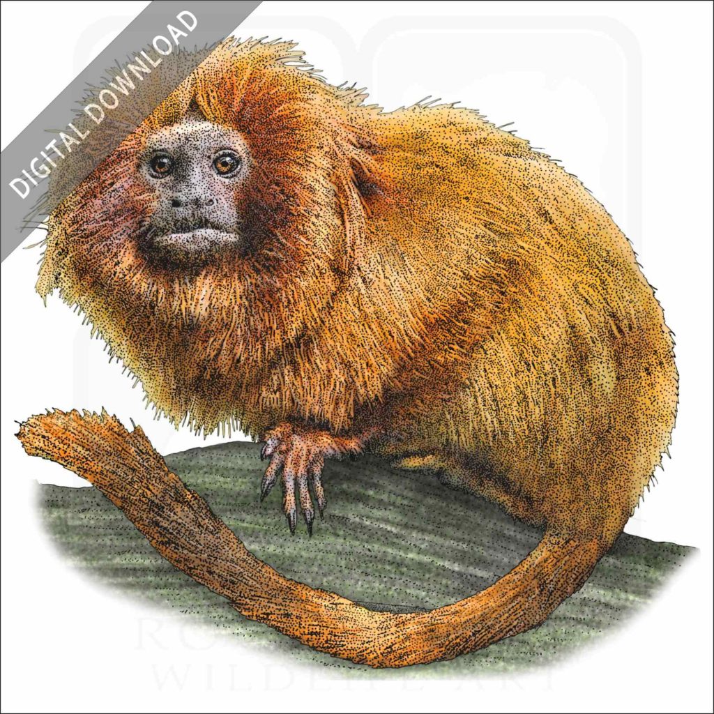 Stock Art Drawing of a Proboscis Monkey - inkart
