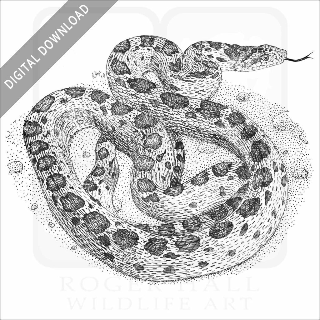 Stock Art Drawing of a Gopher Snake – inkart