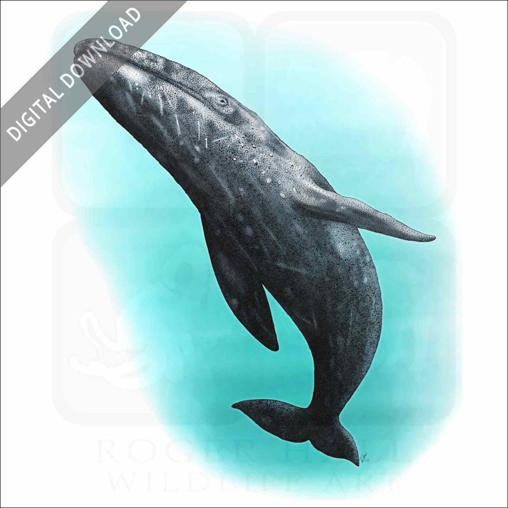 Stock Art Drawing of a Southern Right Whale