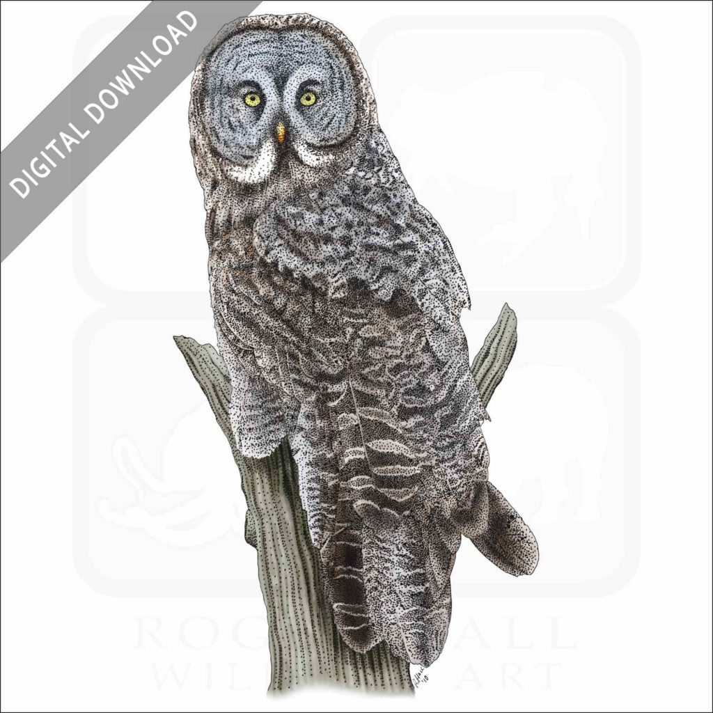 Snowy Owl Poster Print / Infographic