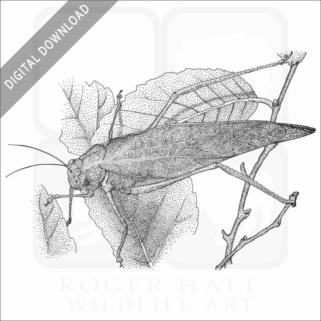 Stock Art Drawing of a Greater Angle Wing Katydid - inkart