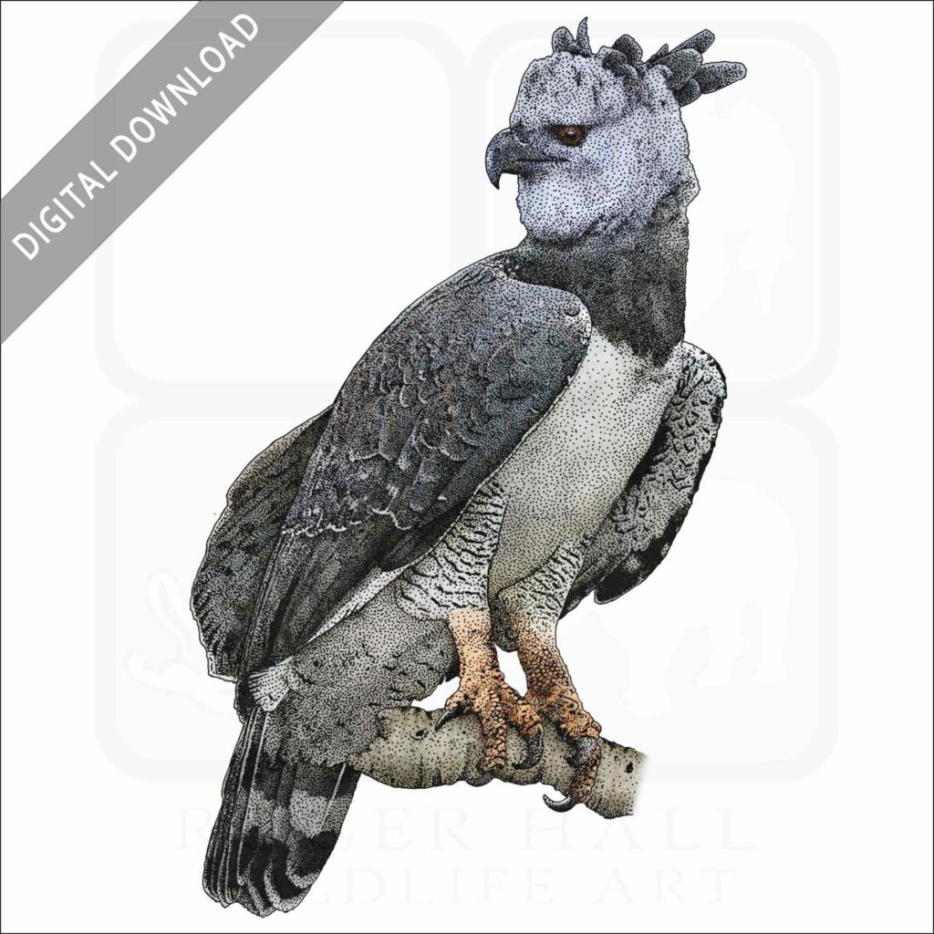 Harpy Eagle Poster Print / Infographic