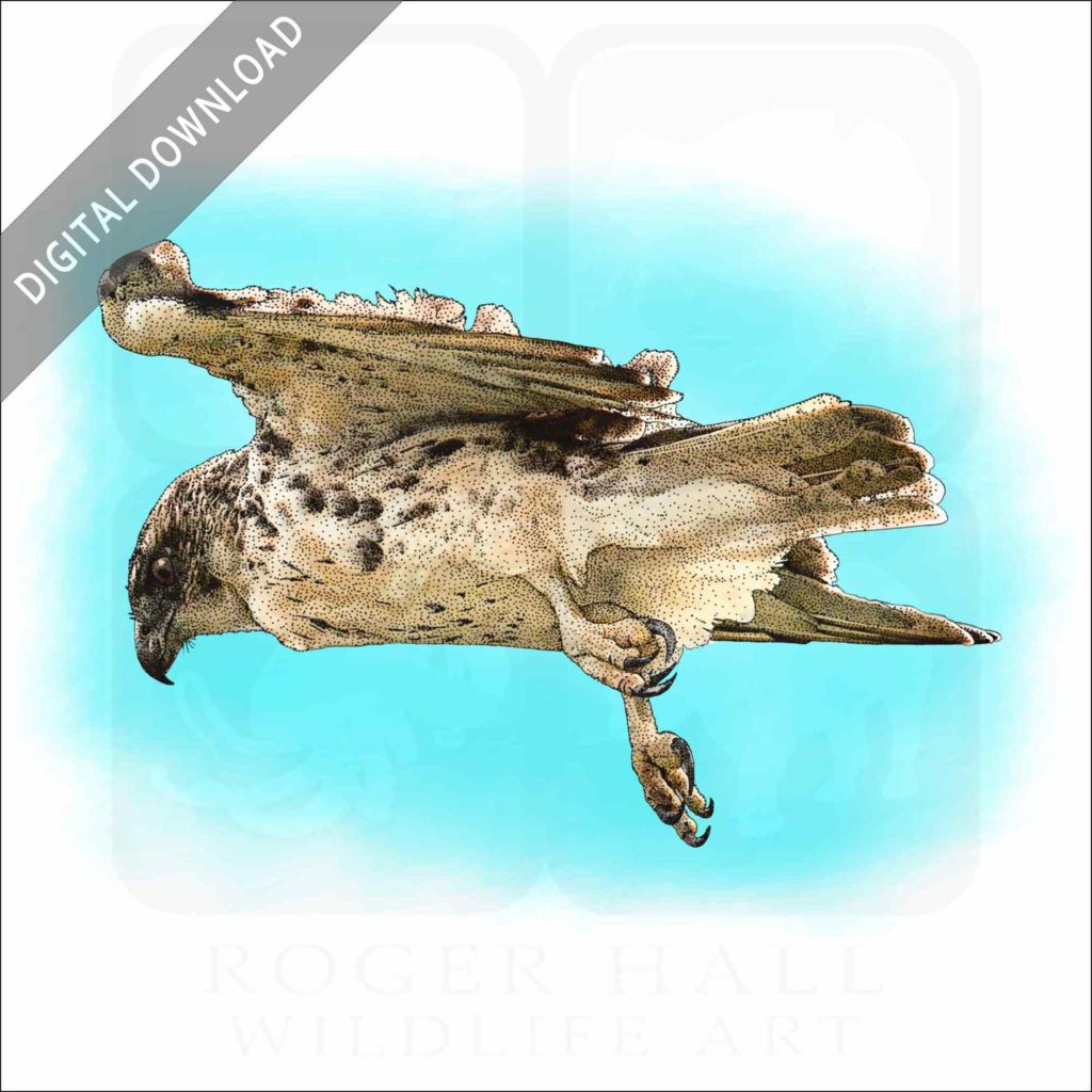Hawaiian Hawk - Signed Fine Art Print - inkart