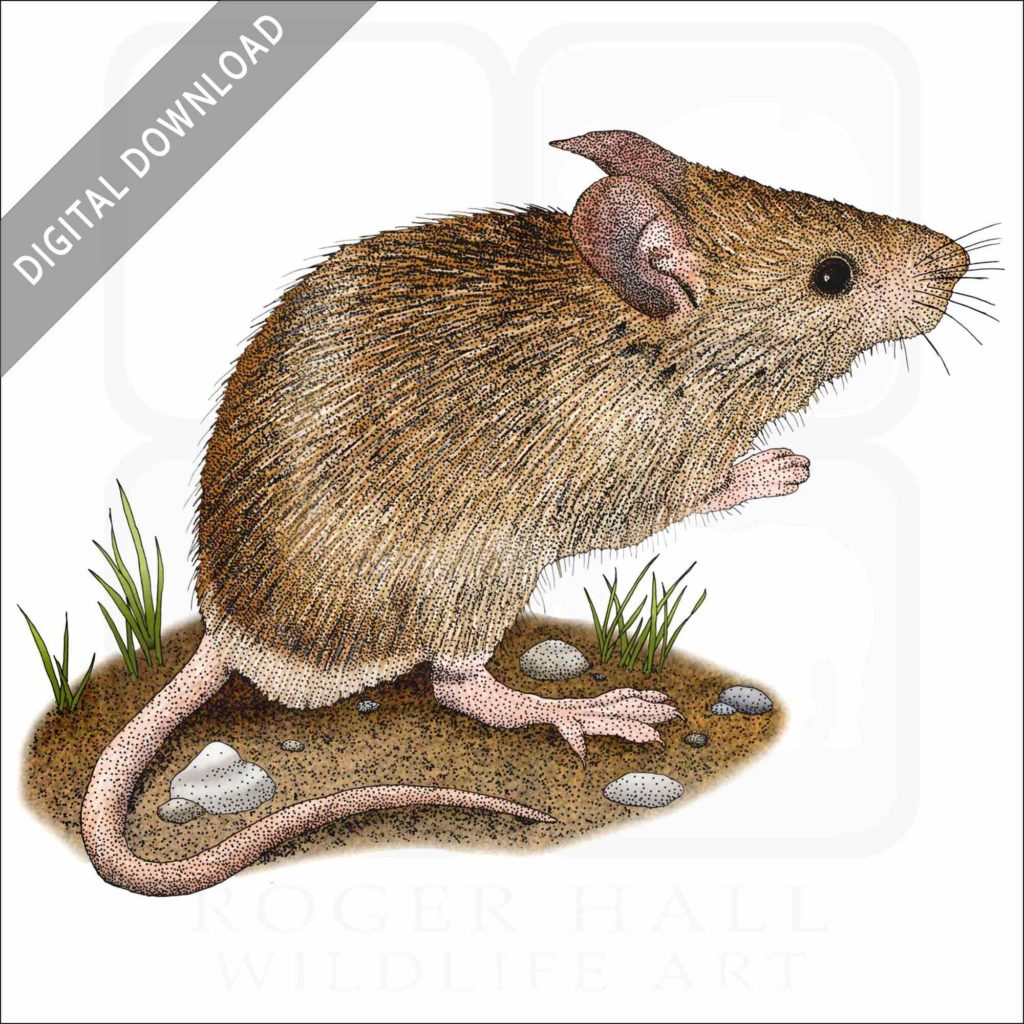 Stock Art Drawing of a House Mouse – inkart