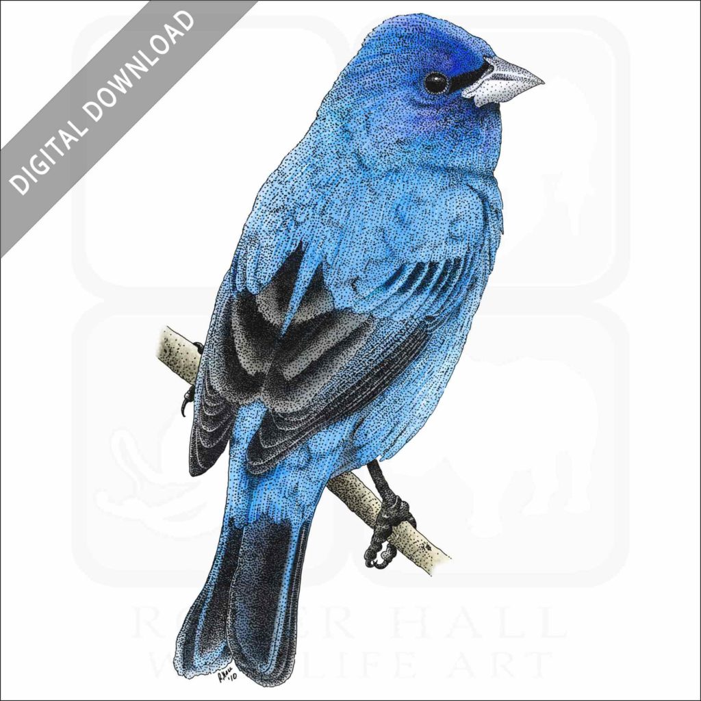 Stock Art Drawing of an Indigo Bunting – inkart
